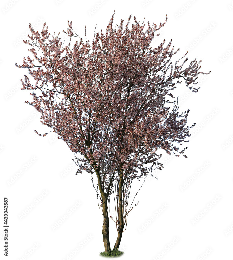 Cherry blossom tree cut out, tree isolated on white background with ...