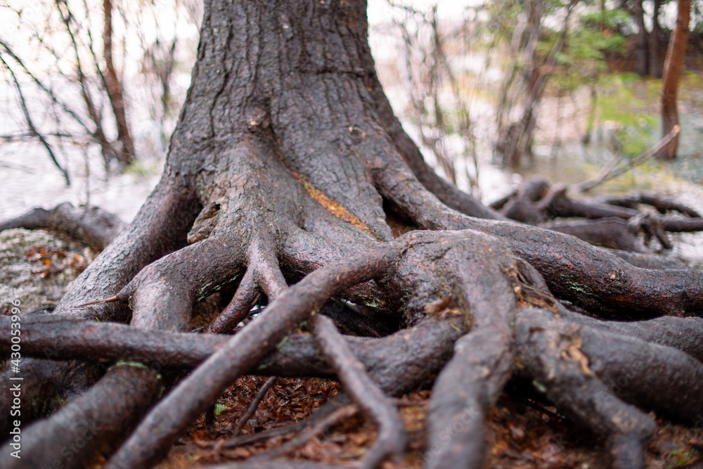 Oak Tree Roots Above Ground