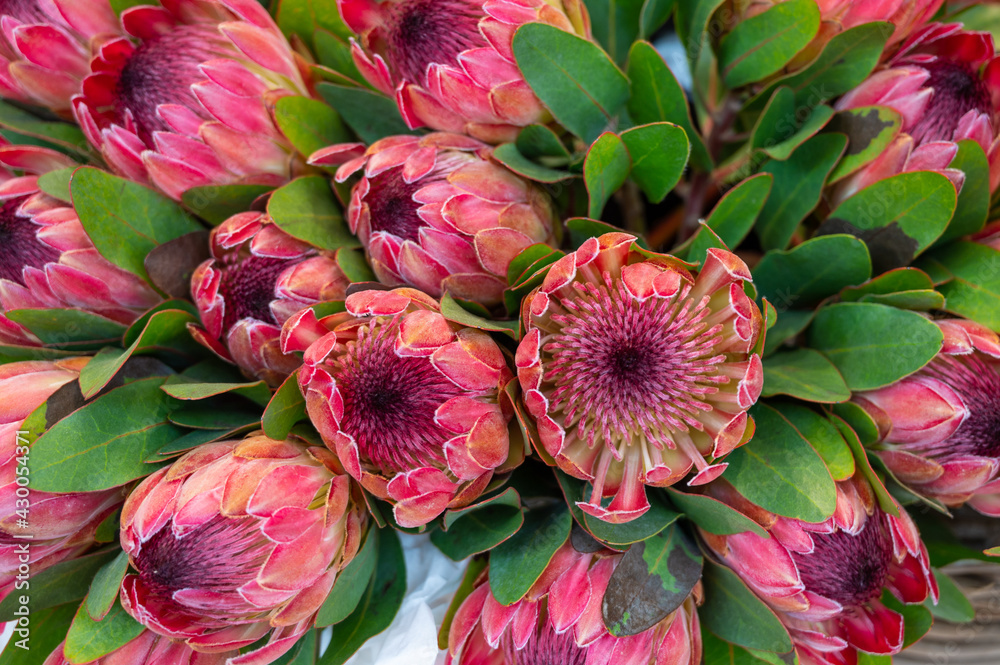 Red protea flowers bouquet closeup Stock Photo | Adobe Stock