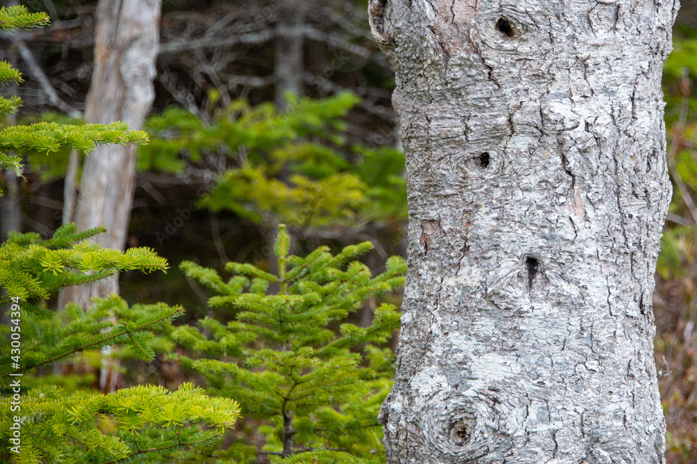 Foto de An evergreen tree trunk with a number of punctured holes from a ...