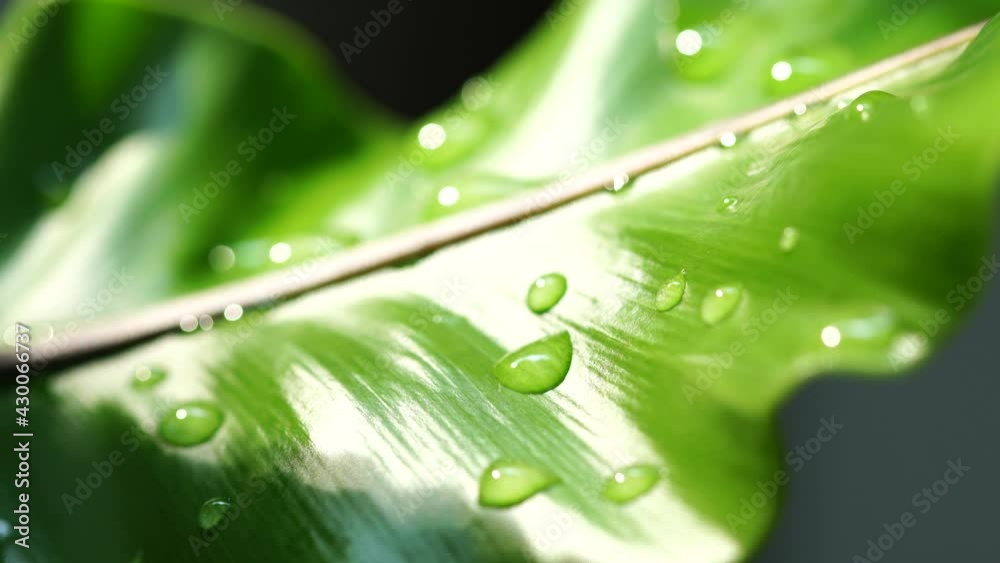 After the rain, nature is refreshed. Plenty of rain droplets settled on ...