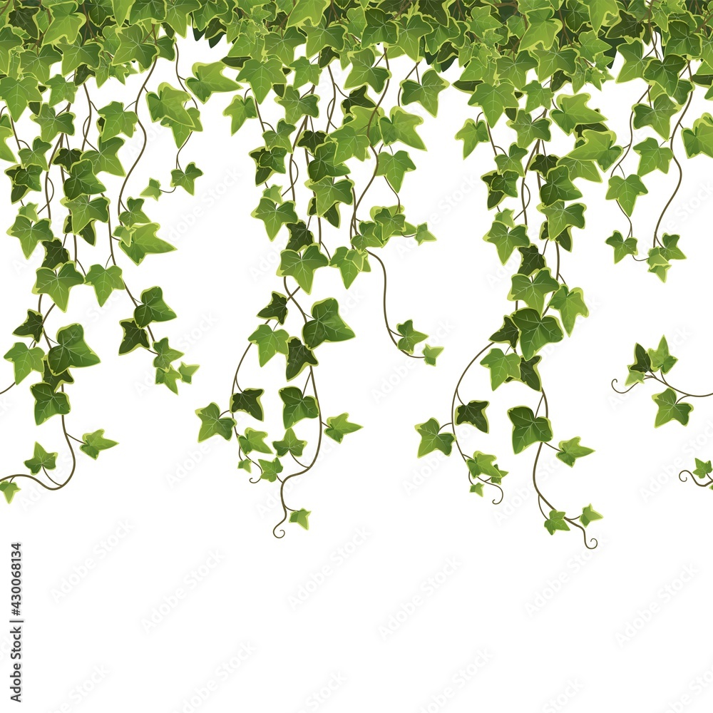 Ivy plant branches background. Climbing vine. Cartoon vector ...