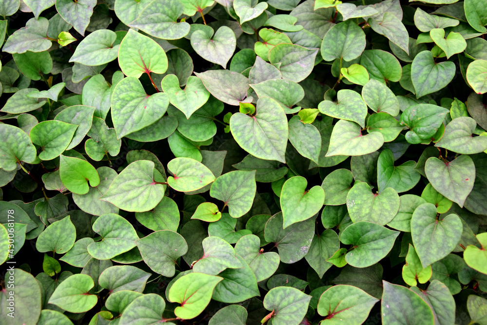 Houttuynia Cordata Thunb herbs and vegetables. Photos | Adobe Stock