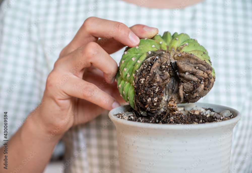 Someone hand holding rotting Echinopsis cristata cactus. Cactus rot is ...