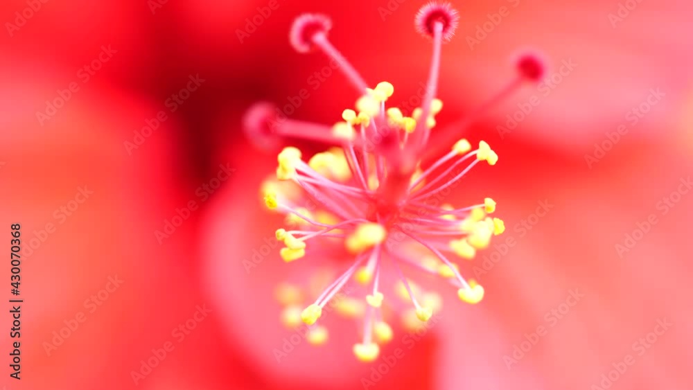 Red hibiscus flowers that are in full bloom The pollen protruding ...