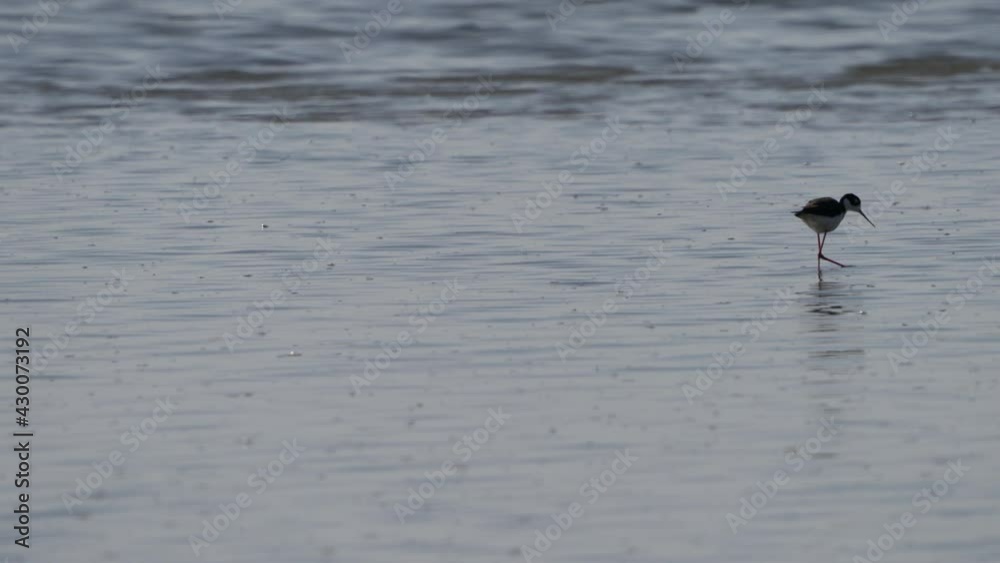 Black legged stilt shorebird foraging in the mudflats of Elkhorn Slough ...