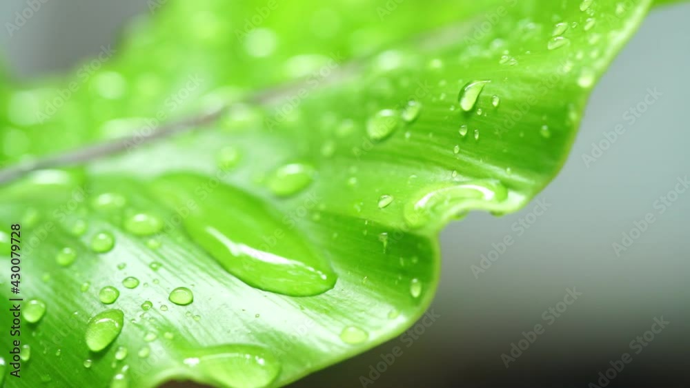 After the rain, nature is refreshed. Plenty of rain droplets settled on ...