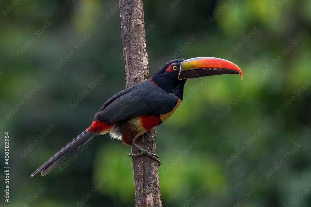 Fiery-billed Aracari - Pteroglossus frantzii is a toucan, a near ...
