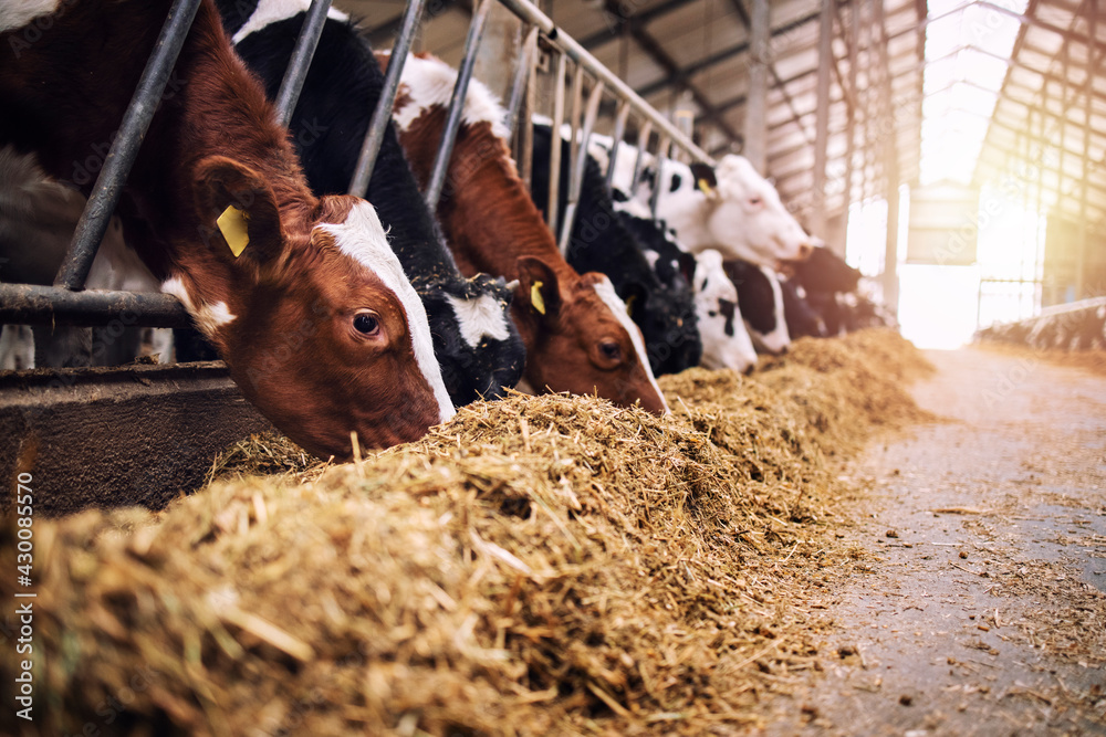 Group of cows at cowshed eating hay or fodder on dairy farm. Stock Photo | Adobe Stock