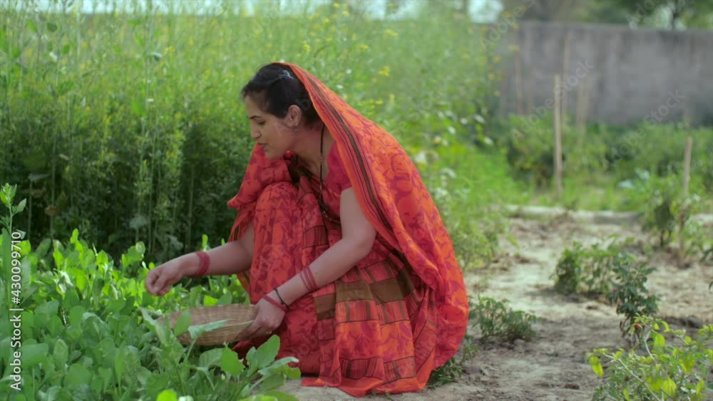 Indian female farm laborer working in a field - cultivation and ...