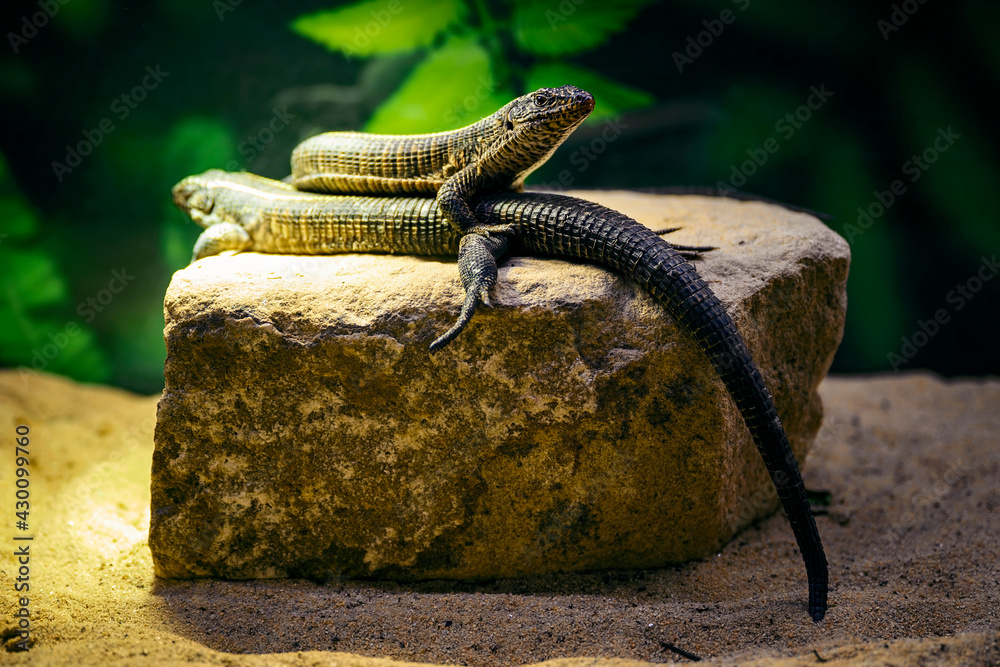Gerrhosaurus validus - fat-tailed lizard in a terrarium. Stock Photo ...