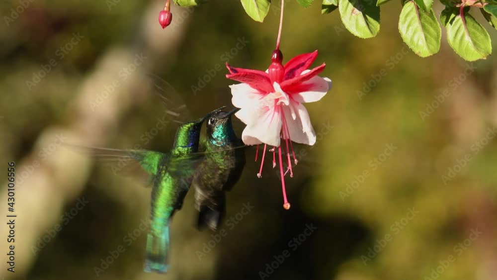 Lesser Violetear - Colibri cyanotus - mountain violet-ear, metallic ...