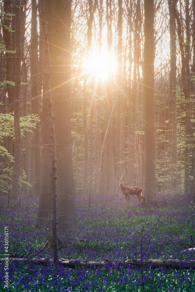A deer walking into the Hallerbos forest at sunrise. Hallerbos, Belgium ...