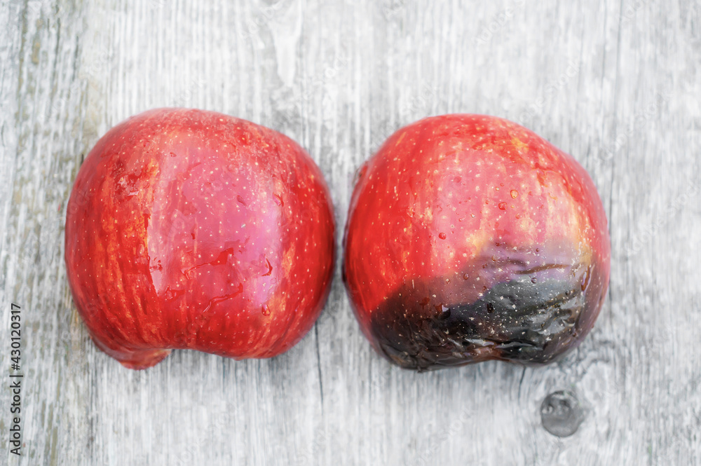 A concept image of a half-ripe red apple, showing the various stages of ...