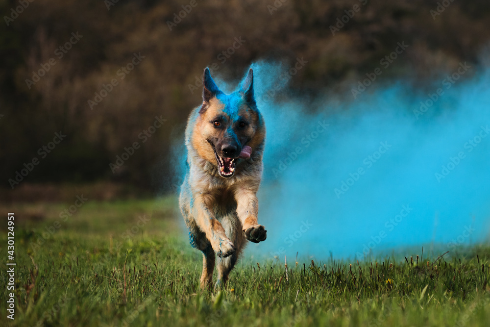 Colored smoke cloud, Indian paint festival. Dog runs through a green ...