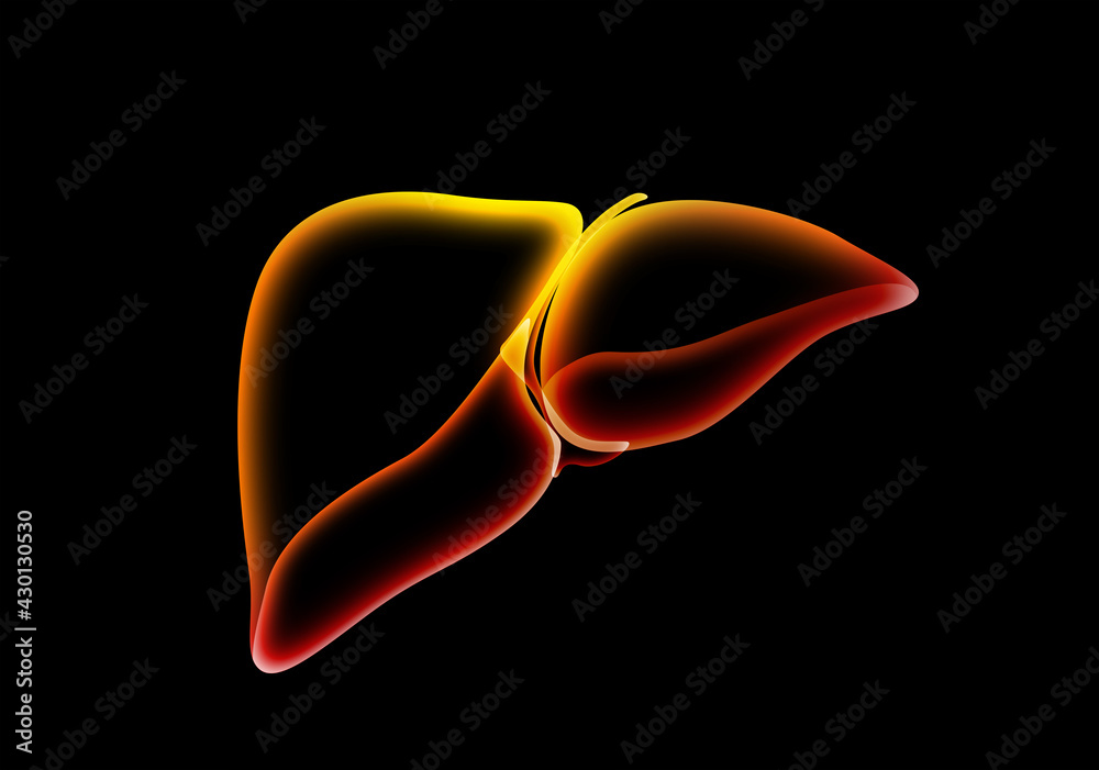 Illustration of liver on black background. Human anatomy Stock ...