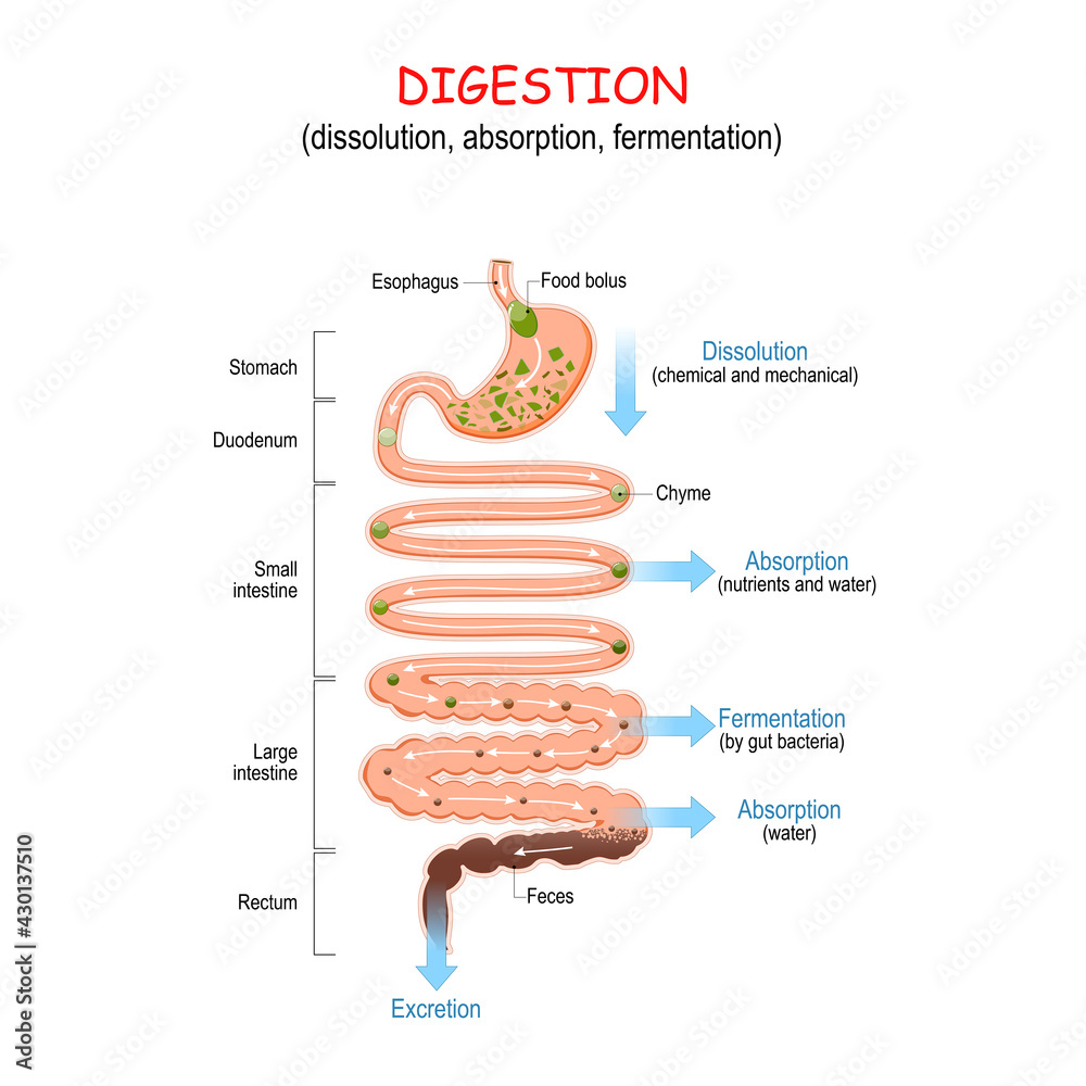 digestion from chyme to Feces. Human digestive system Stock Vector ...