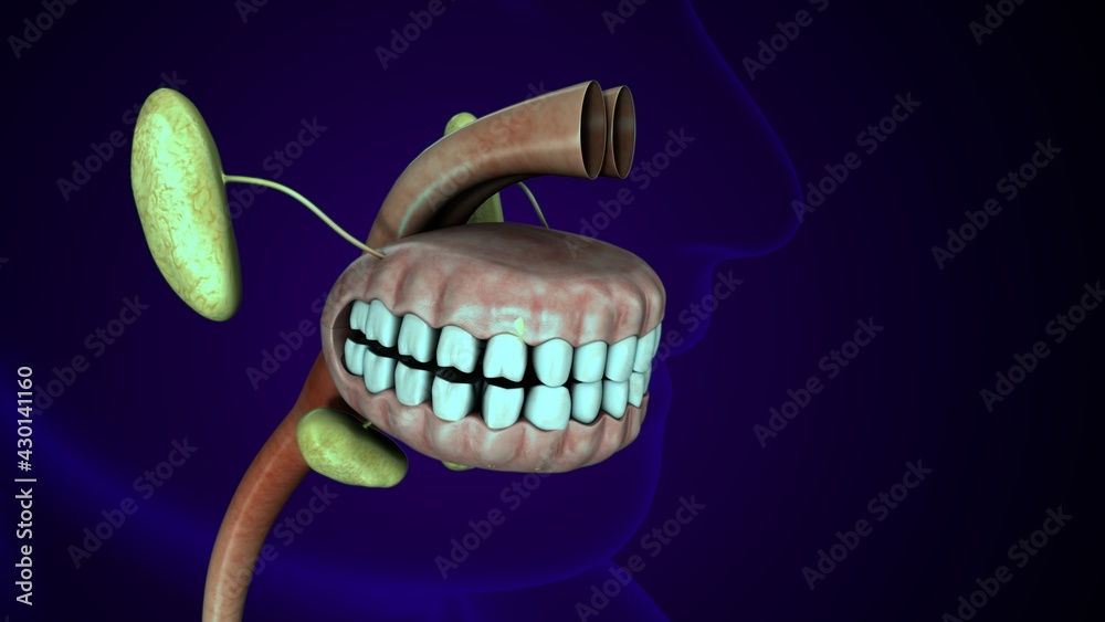 3d illustration of human mouth and esophagus anatomy. Stock ...