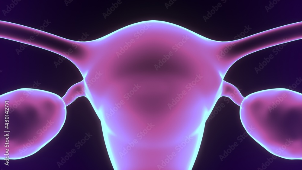 Female Reproductive System Anatomy. 3D Illustration Stock Illustration ...