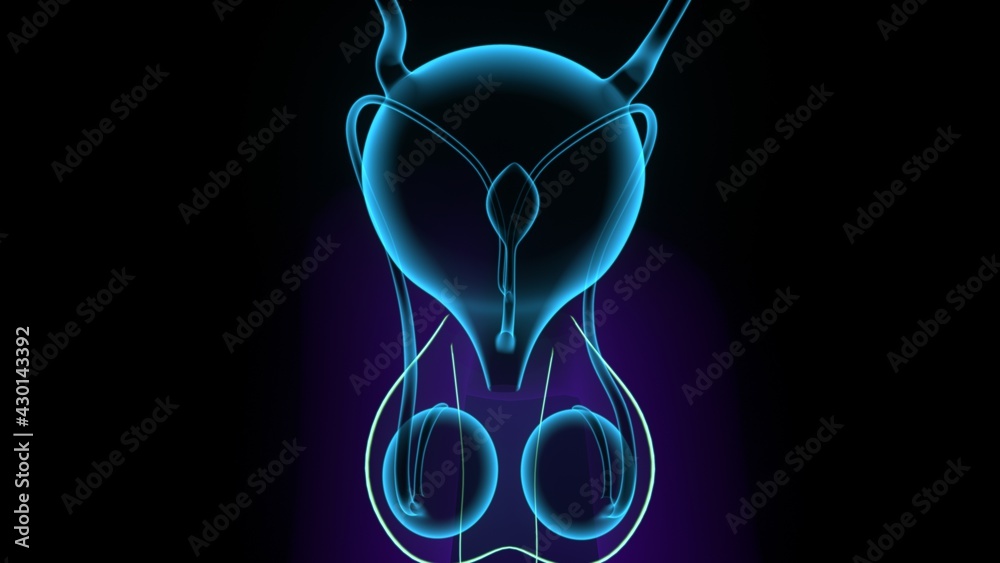 Human Body Male Reproductive System Anatomy. 3D Illustration Stock ...