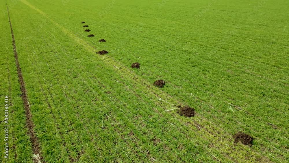 Drone view of field spoiled by wild animals - fresh piles from mole ...