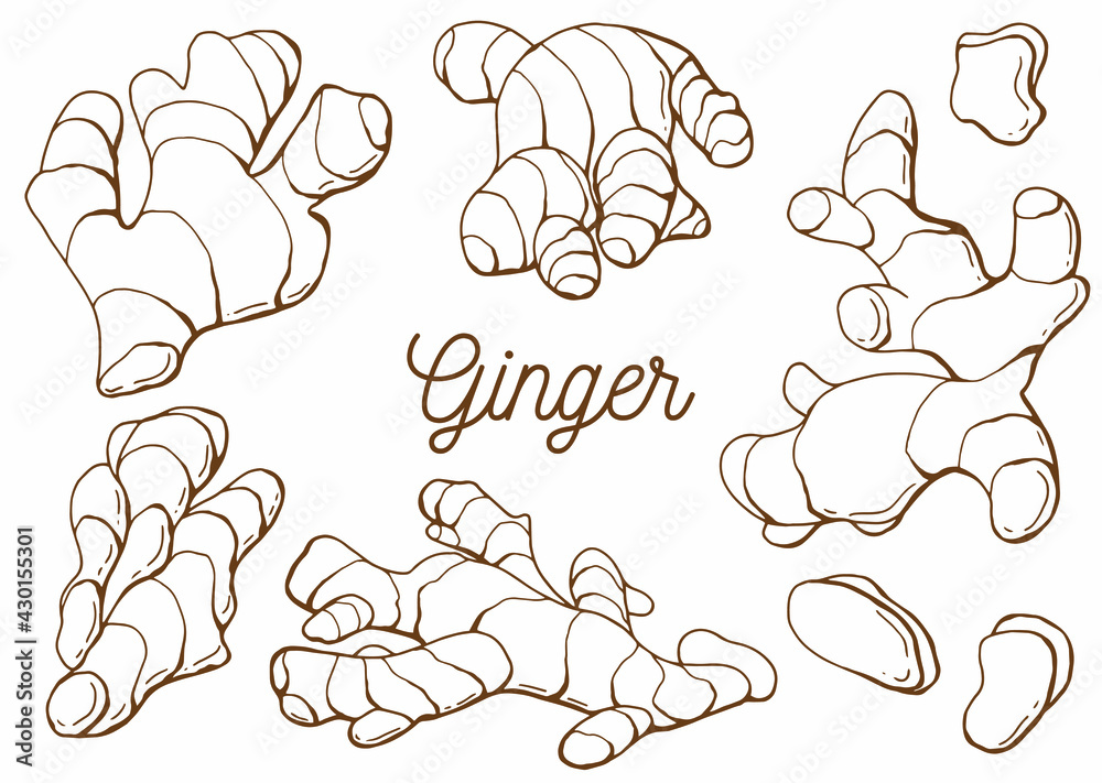 Linear set of ginger. Root and slices. White background, isolate. Line ...
