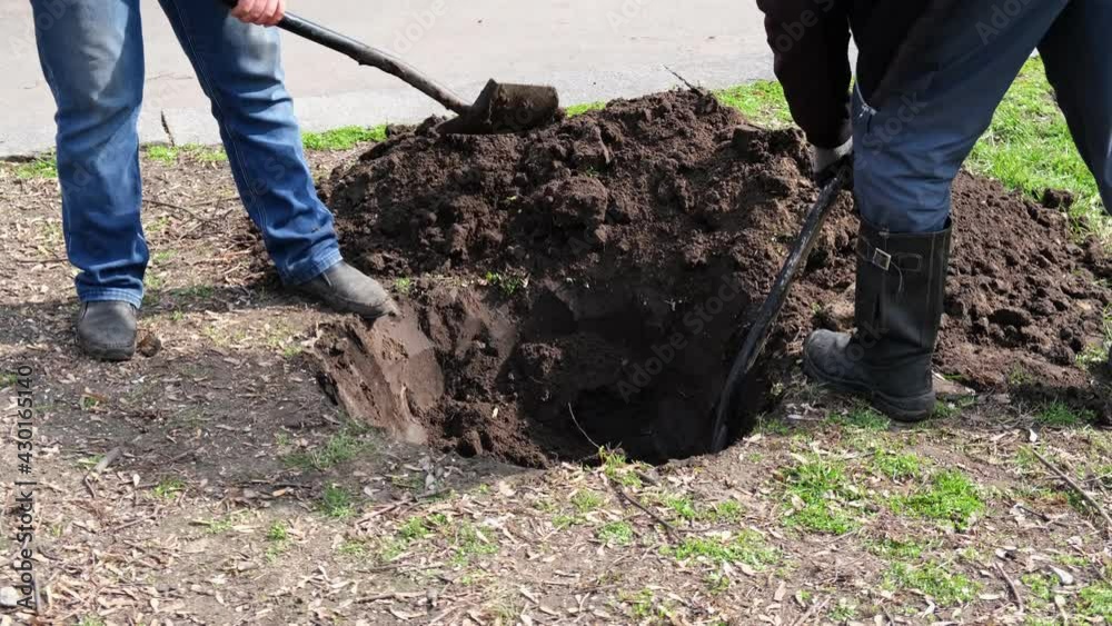 The man digging a hole with a shovel in the ground. Tree planting ...