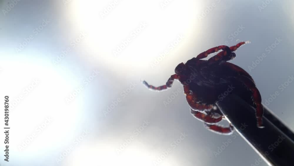 Dangerous tick under the microscope moves its paws in macro footage ...