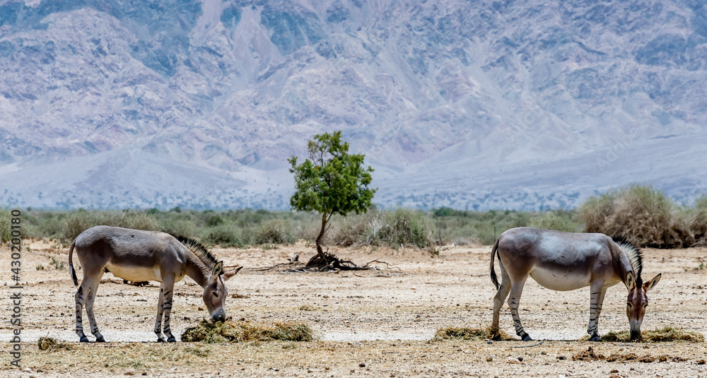 Somali wild donkey (Equus africanus) in nature reserve of the Middle ...