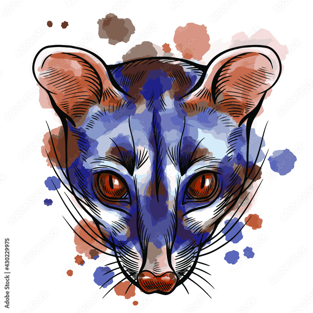 Hand drawn vector portrait of genetta with watercolor spots isolated on ...
