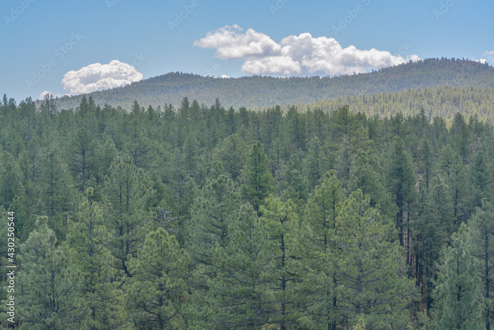 Beautiful view of Ponderosa Pine Trees in the high altitude of the ...
