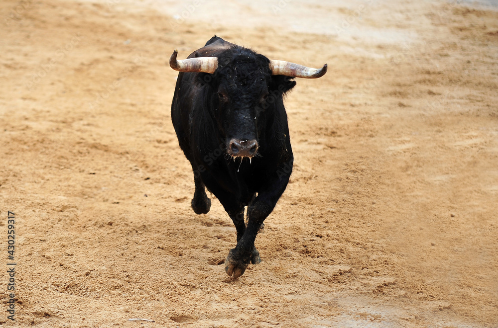 toro español con grandes cuernos en una plaza de toros durante un ...