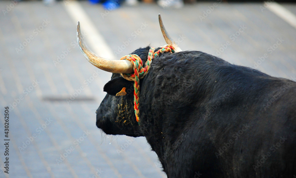 toro español con grandes cuernos en una plaza de toros durante un ...