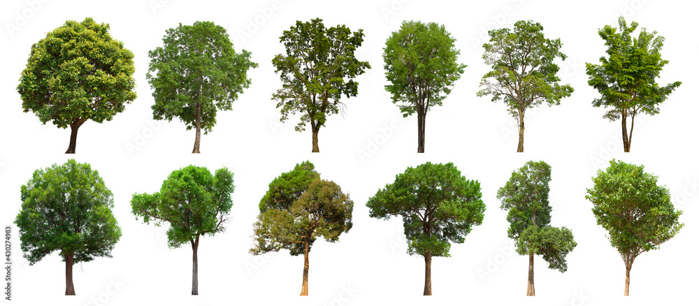 isolated tree green set is located on a white background. Collection of ...