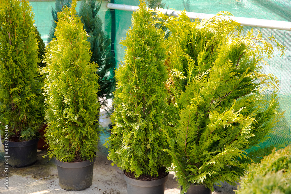 Arborvitae / Thuja Plicata Martin in a row in plastic pots. Plant for ...