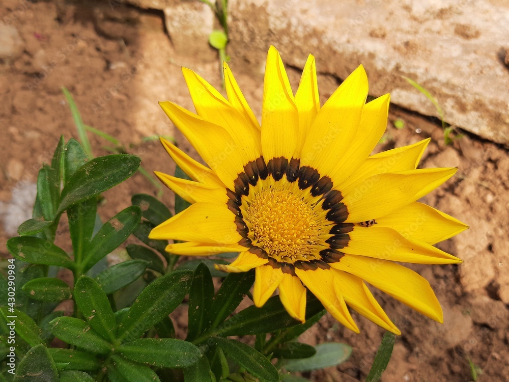 Yellow flowers of Gazania. Gazania is a genus of flowering plants in ...