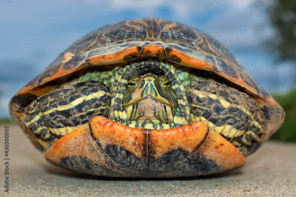 turtle retracted into shell on sidewalk Stock Photo | Adobe Stock