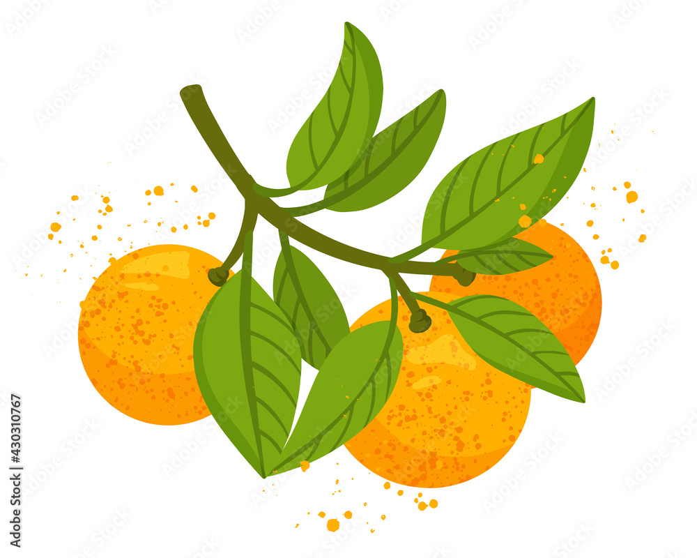 Orange tree branch with fruits and leaves isolated on white background ...