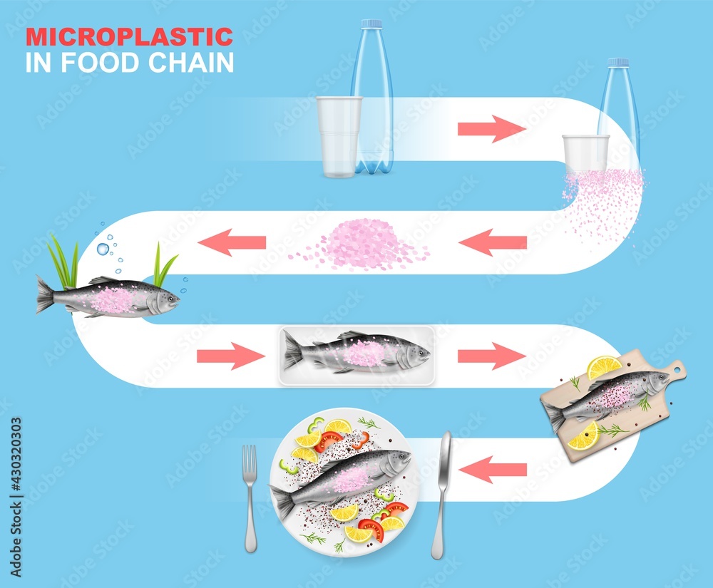 Poster Microplastic in food chain vector infographic – Wall Art | UkPosters