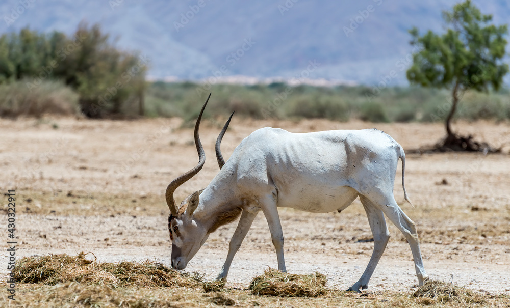 Foto de Curved horned antelope Addax (Addax nasomaculatus) was ...