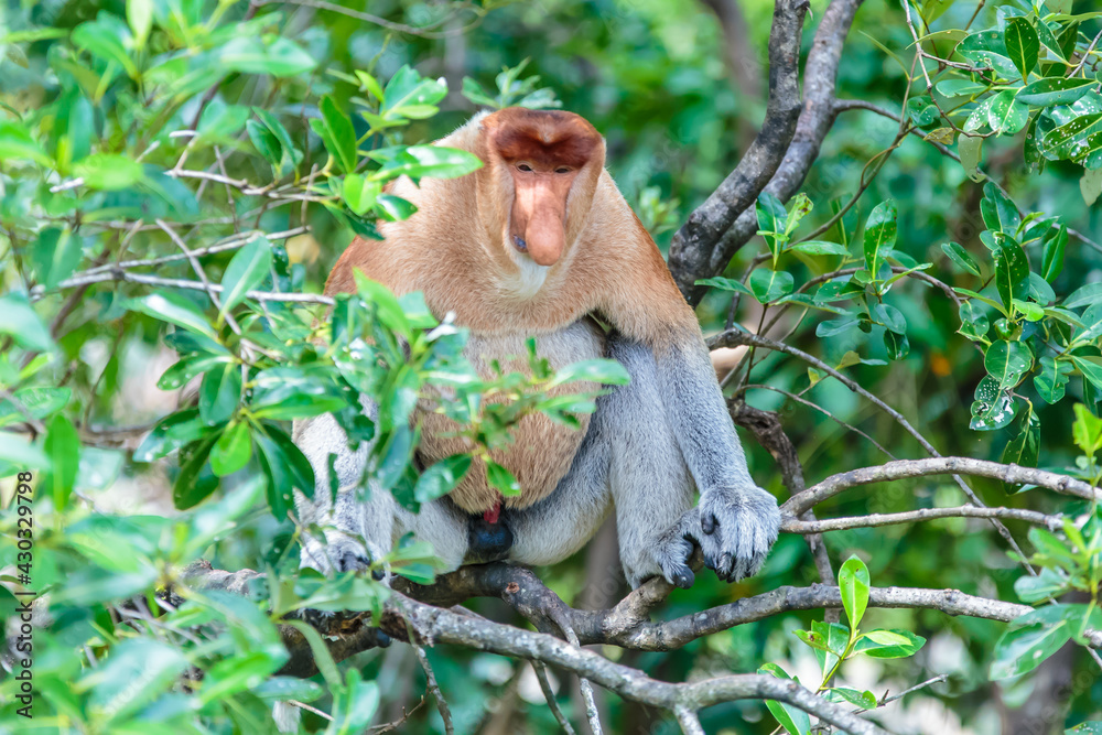 The proboscis monkey (Nasalis larvatus) or long-nosed monkey is a ...