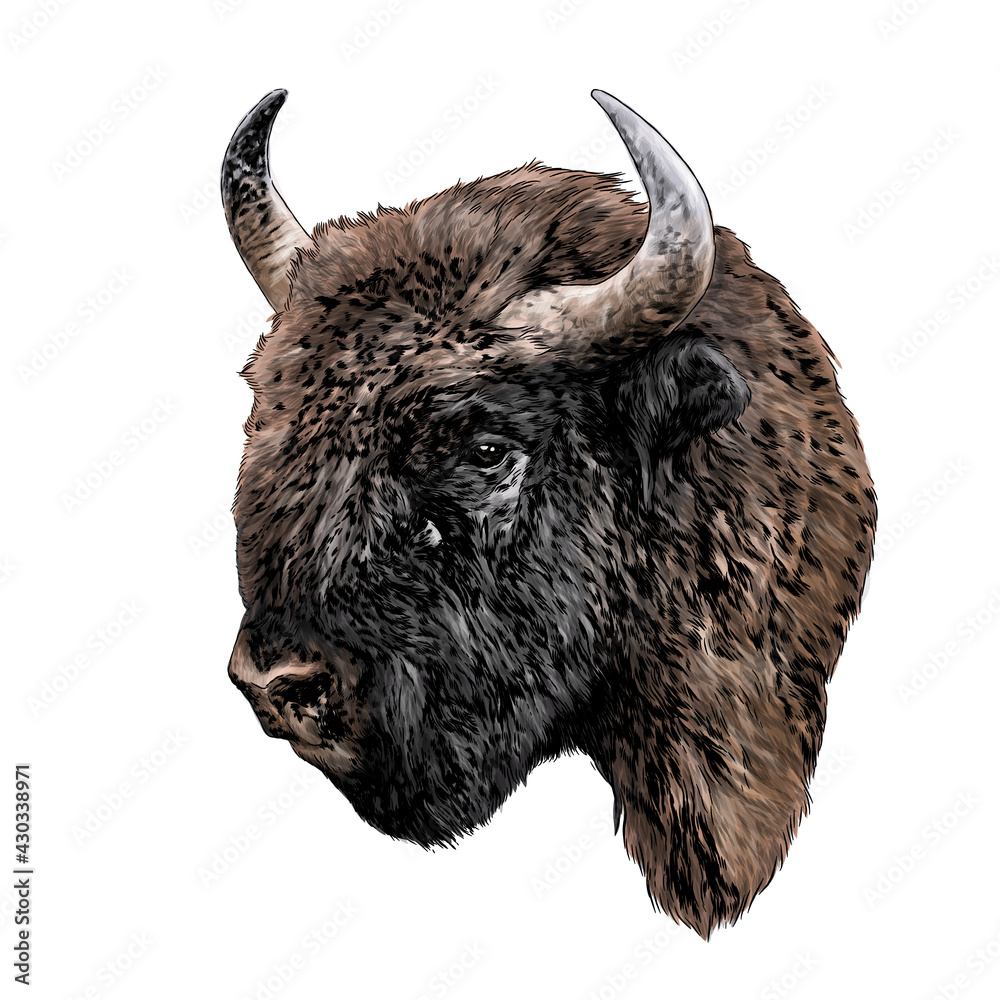 bison head in profile, sketch vector graphics color illustration on ...