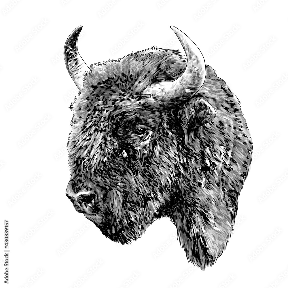 bison head in profile, sketch vector graphics monochrome illustration ...