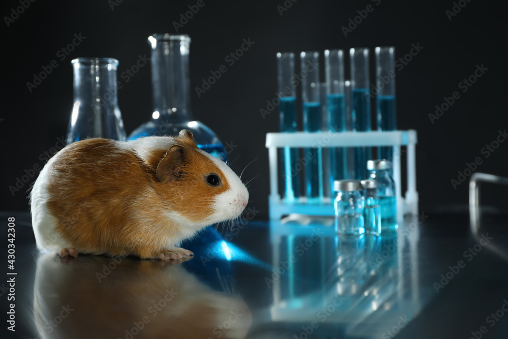 Guinea pig and laboratory glassware on table. Animal testing Stock ...