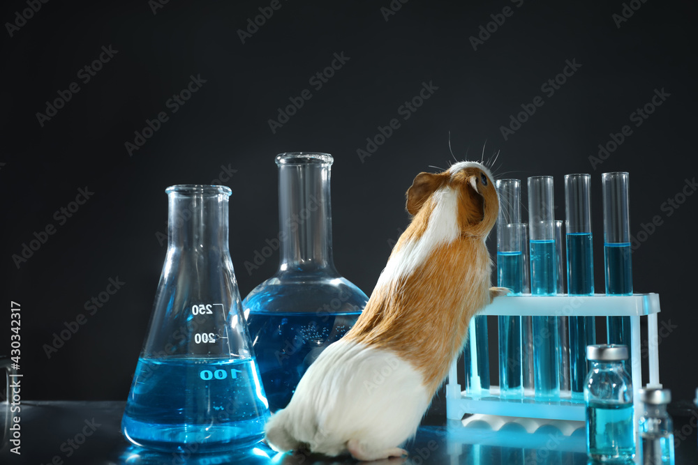 Guinea pig and laboratory glassware on table. Animal testing Stock ...