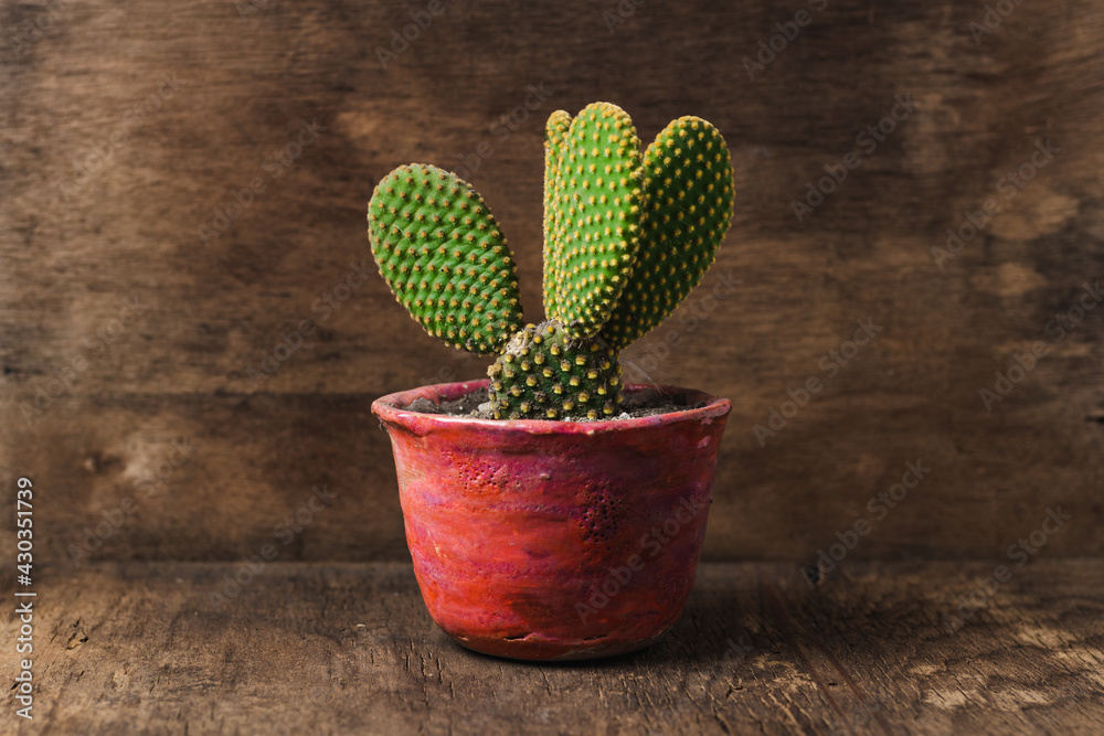 Maceta de interior con cactus o suculenta colores decoracion fashion ...