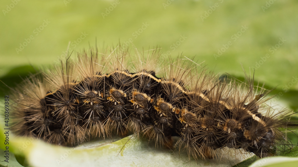 Itchy hairy caterpillars can cause an allergic reaction to cats, dogs ...