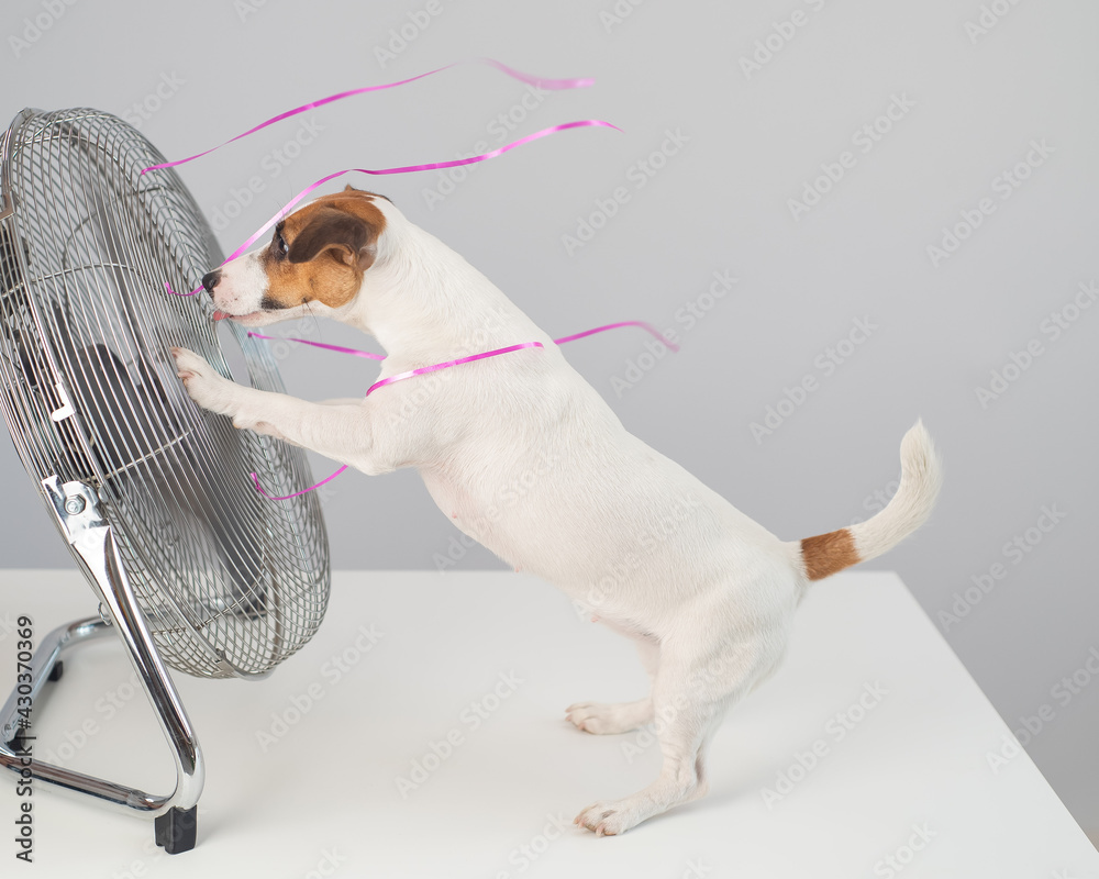 Jack russell terrier dog sits enjoying the cooling breeze from an ...