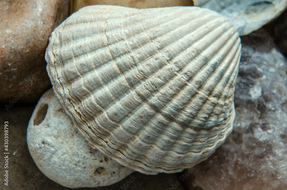 Sea clam shell, sea pebbles and seashells background. Stock Photo ...