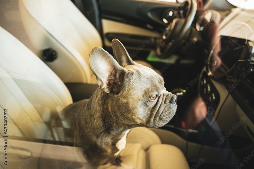 Sad looking dog trapped in hot car in parking lot - don‘t leave animals ...